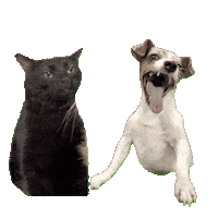 Discord Meme Stickers - Find & Share on GIPHY