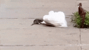 Jomok Meme GIFs - Find & Share on GIPHY