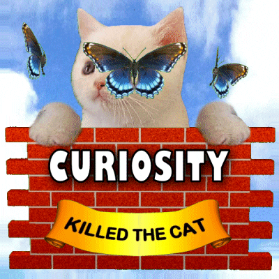 Curiosity Killed The Cat Interest GIF - Find & Share on GIPHY