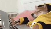 Dog On Laptop GIFs - Find & Share on GIPHY