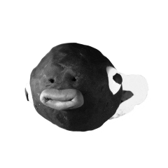 Macao Sticker for iOS & Android | GIPHY