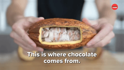 Where Chocolate Comes From - GIPHY Clips