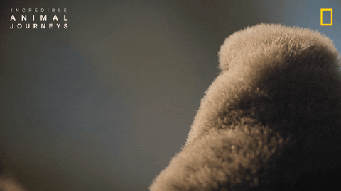 National Geographic GIF by Nat Geo Wild - Find & Share on GIPHY