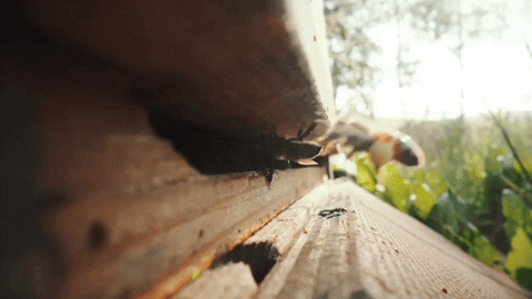 Baumann Automation GIF - Find & Share on GIPHY