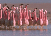 Flamingo Meme GIFs - Find & Share on GIPHY
