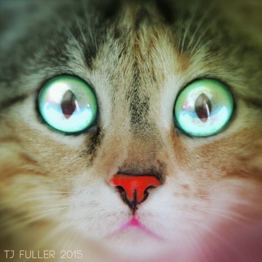 Cat Eyes By Tj Fuller