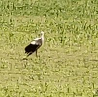 Stork Field GIFs - Find & Share on GIPHY
