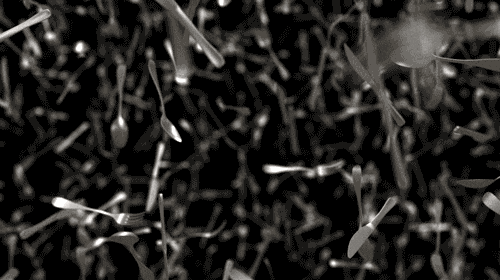 Infinite Loop Looping GIF by CmdrKitten - Find & Share on GIPHY