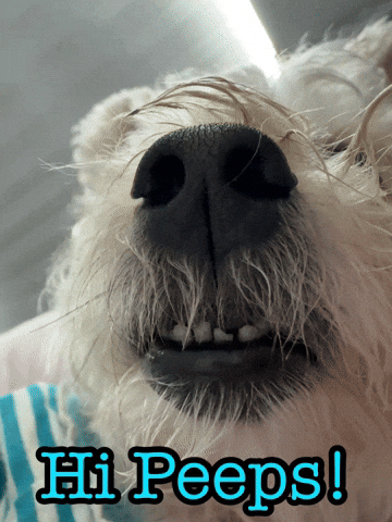 Hi Peeps GIFs - Find & Share on GIPHY