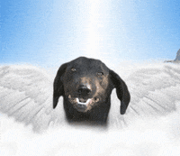 Pet Loss GIFs - Find & Share on GIPHY