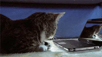 Laptop Cat GIFs - Find & Share on GIPHY