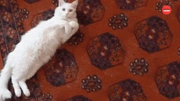 Cat Whatever GIF by jecamartinez