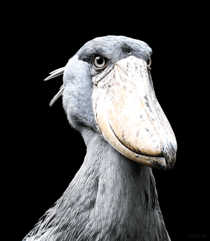 Shoebill Stork GIFs - Find & Share on GIPHY