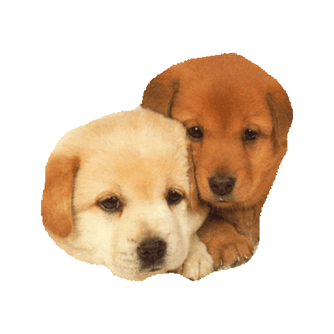 Puppie Stickers - Find & Share on GIPHY