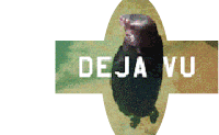 Deja Vu Meme Stickers - Find & Share on GIPHY