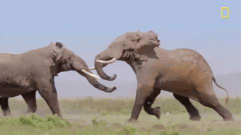 nat geo fighting GIF by National Geographic Channel - Find & Share on GIPHY