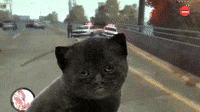 Cat Dancing GIF by Unscreen