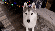 Okay Lets Go GIFs - Find & Share on GIPHY