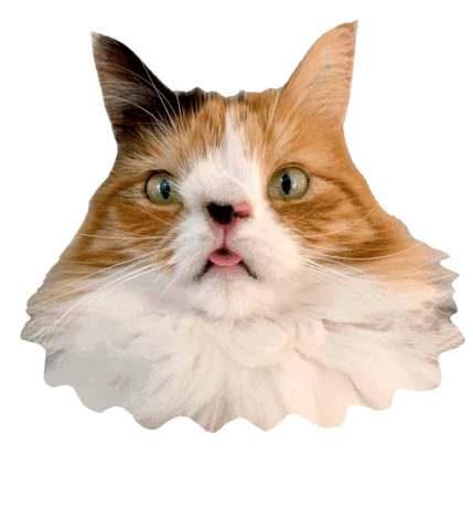 Cat Wink Animated Gif