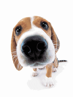 Animales Animados GIFs - Get the best GIF on GIPHY