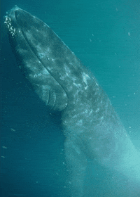 Beached Whale Explosion Gif