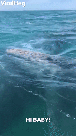 Baby-gray-whale GIFs - Get the best GIF on GIPHY