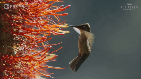 Bee-collecting-nectar GIFs - Get the best GIF on GIPHY