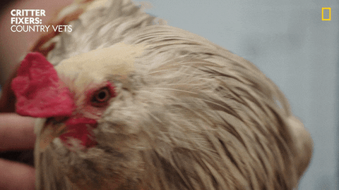 National Geographic Chicken GIF by Nat Geo Wild - Find & Share on GIPHY