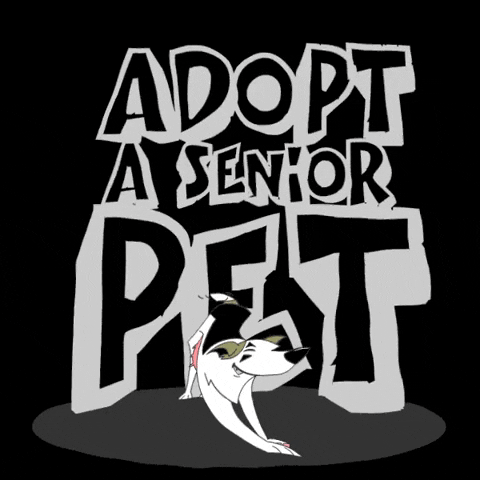 Dog Adopt GIF - Find & Share on GIPHY