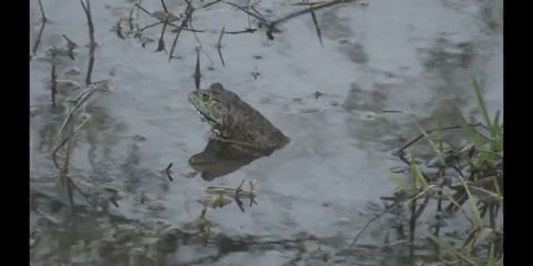 Frog Jumping Gif