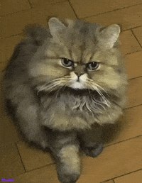 Angry Cat Meme GIFs - Find & Share on GIPHY
