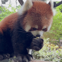 Red Panda Gif