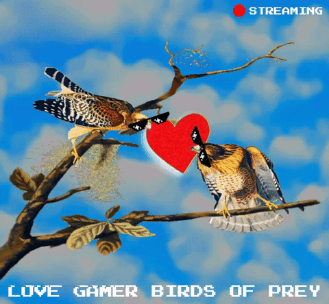 Red-shouldered-hawk GIFs - Get the best GIF on GIPHY