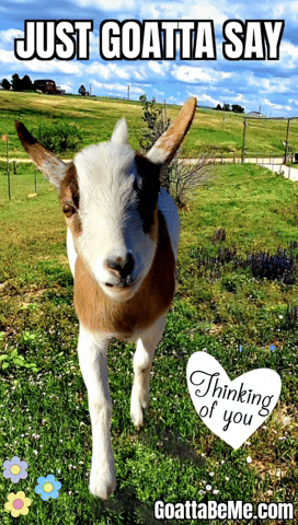 Goatta Be Me Goats! Adventures of Java, Toffee, Pumpkin and Cookie ...