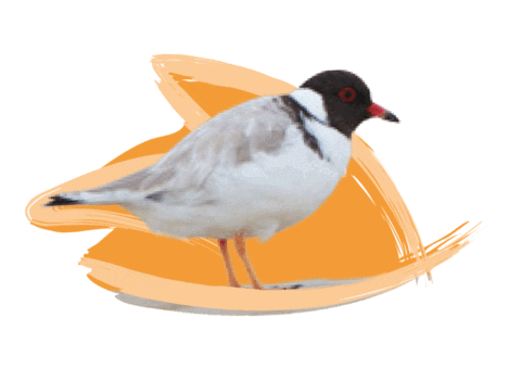 Why a sighting of this endangered hooded plover has scientists stumped ...