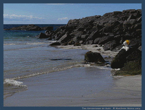 West Highlands GIFs - Get the best GIF on GIPHY