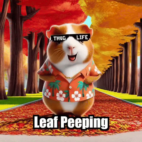 Leaf Peeping Memes