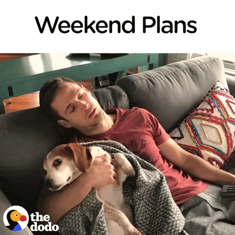 Dog Weekend Plans GIF by The Dodo - Find & Share on GIPHY