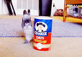 Oat GIFs - Get the best GIF on GIPHY