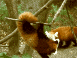 Red Panda GIFs - Find & Share on GIPHY