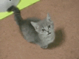 Begging Cat GIFs - Get the best GIF on GIPHY