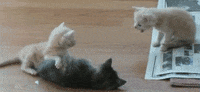 Sick Kitten Gif