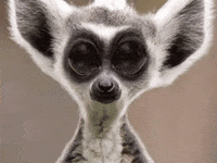 Dramatic Tarsier Gif