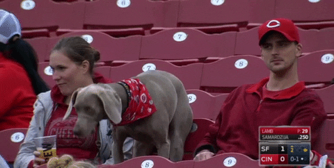 New trending GIF tagged mlb reds cincinnati reds… | Trending Gifs