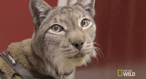 Nat Geo Wild Cat GIF by Dr. K's Exotic Animal ER - Find & Share on GIPHY