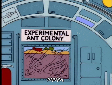 Ant-colony GIFs - Get the best GIF on GIPHY