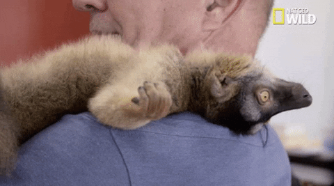 Nat Geo Wild Pets GIF by Dr. K's Exotic Animal ER - Find & Share on GIPHY