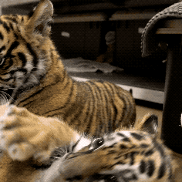 Baby Animals Love GIF by San Diego Zoo - Find & Share on GIPHY