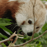 Red Panda Pull Ups Gif