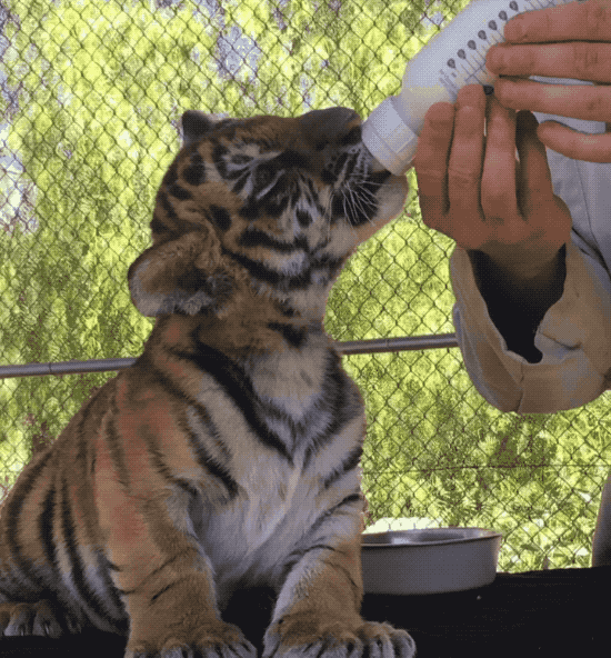 Baby Animals Love GIF by San Diego Zoo - Find & Share on GIPHY